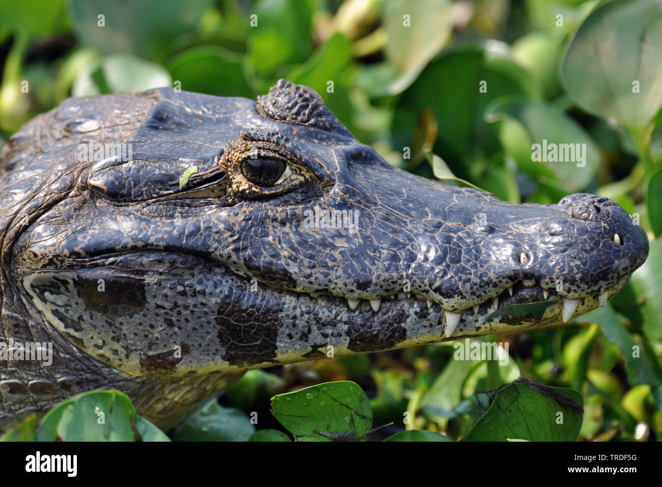 Spectacled caiman -Fotos und -Bildmaterial in hoher Auflösung – Alamy