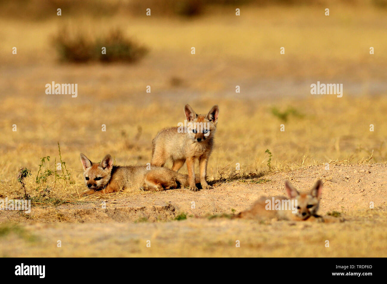 Bengalfuchs vulpes bengalensis -Fotos und -Bildmaterial in hoher ...