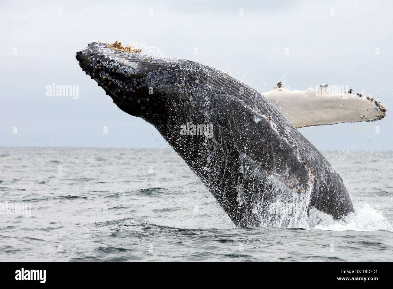 Buckelwal Springen Stockfotos und -bilder Kaufen - Alamy