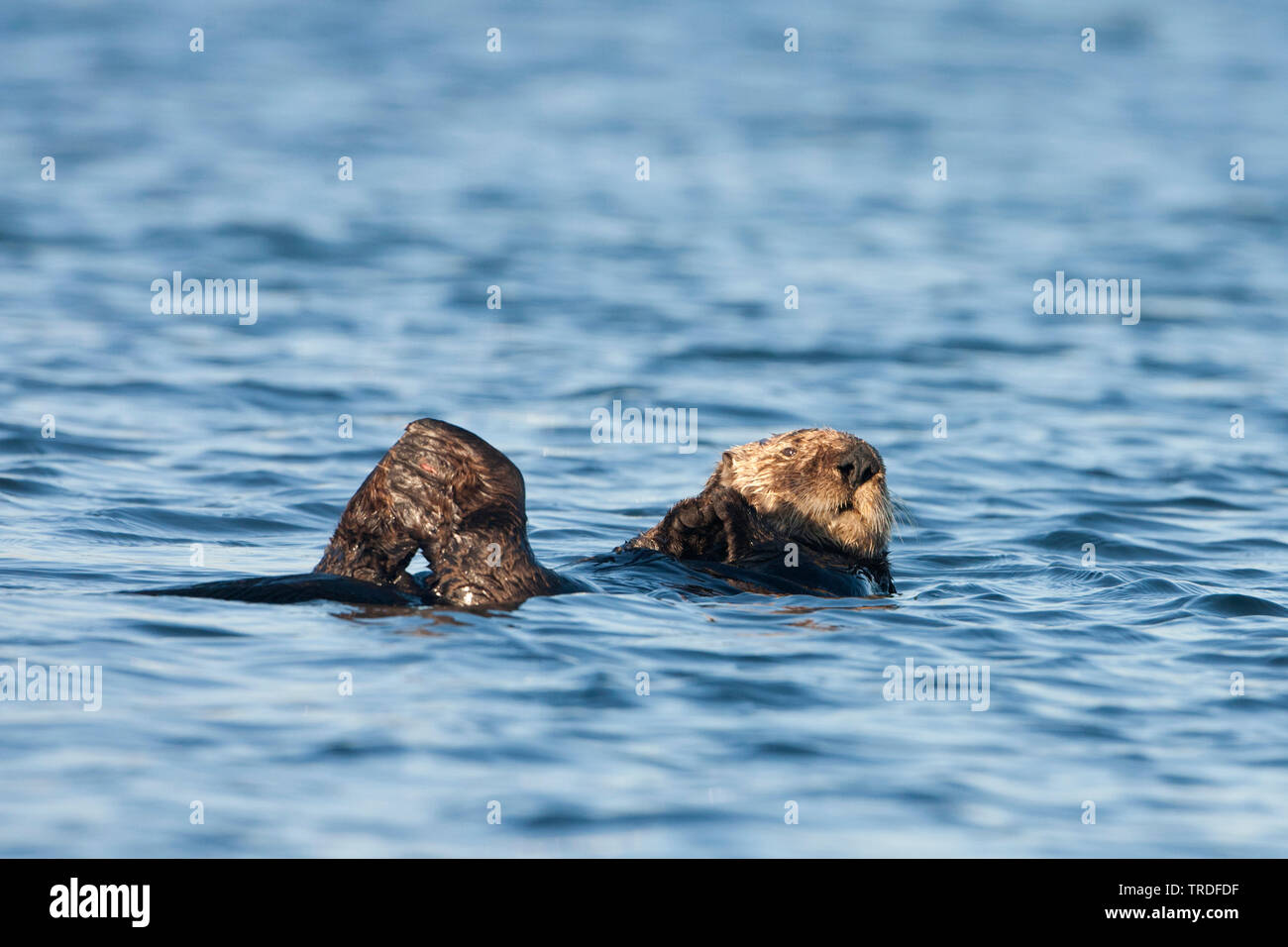 Floating animal -Fotos und -Bildmaterial in hoher Auflösung – Alamy
