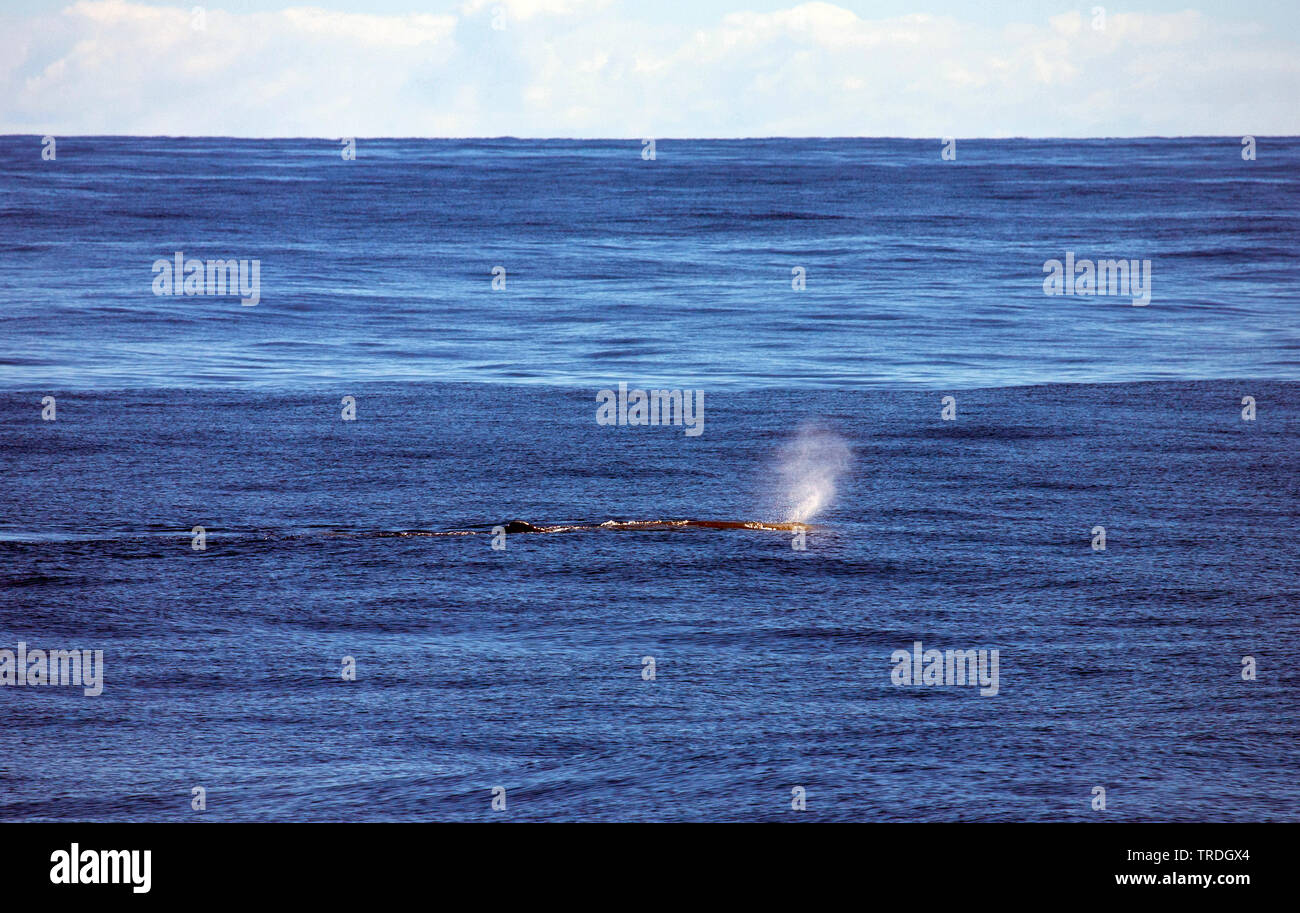 Ein pottwal -Fotos und -Bildmaterial in hoher Auflösung – Alamy