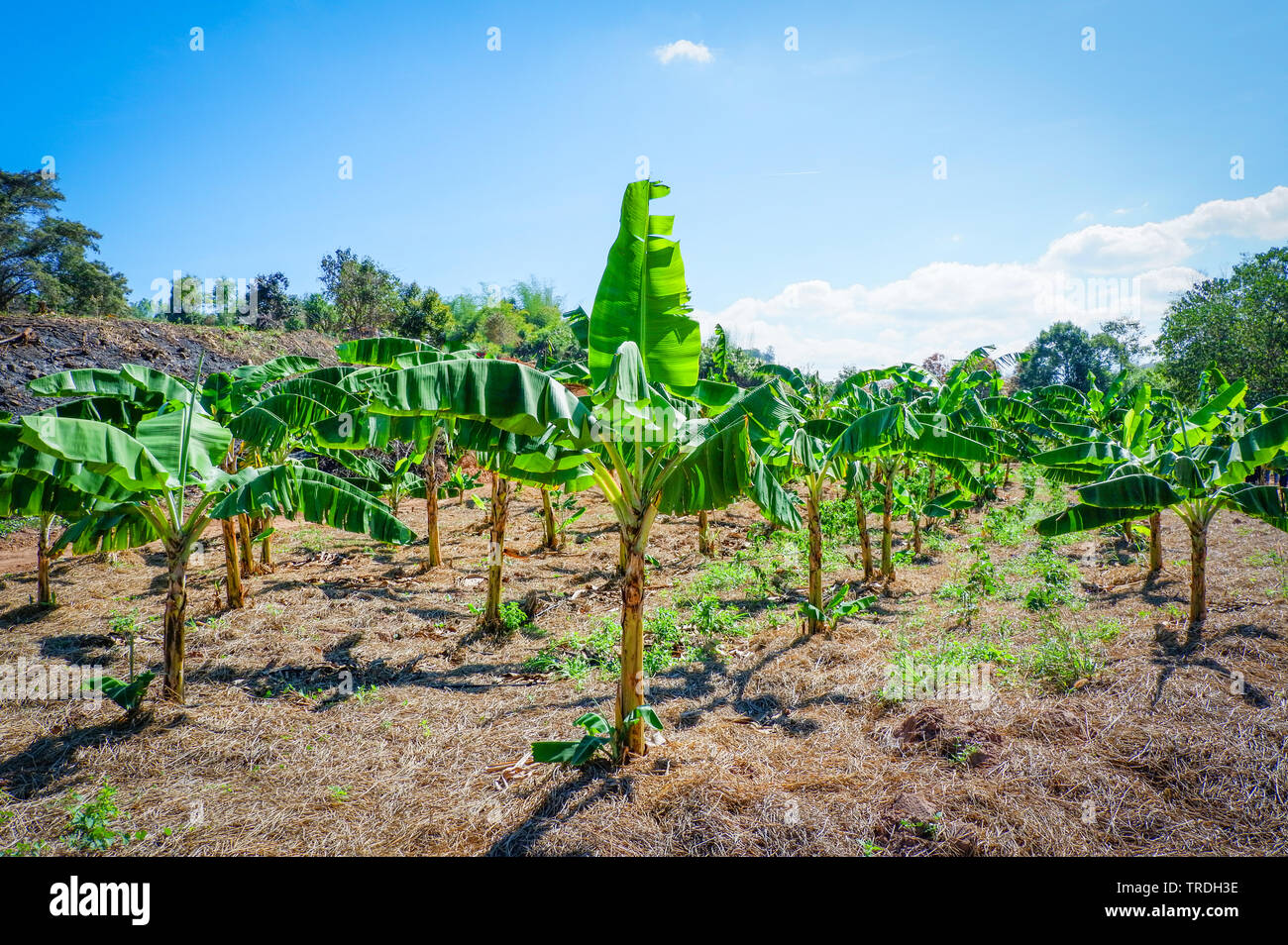 Planting Banana Plant Stockfotos & Planting Banana Plant Bilder - Alamy