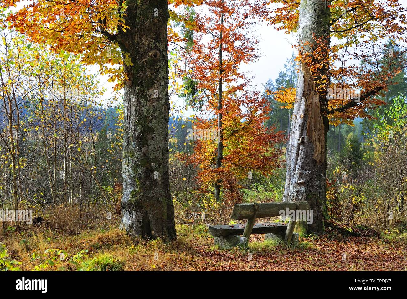 Bank im wald -Fotos und -Bildmaterial in hoher Auflösung – Alamy