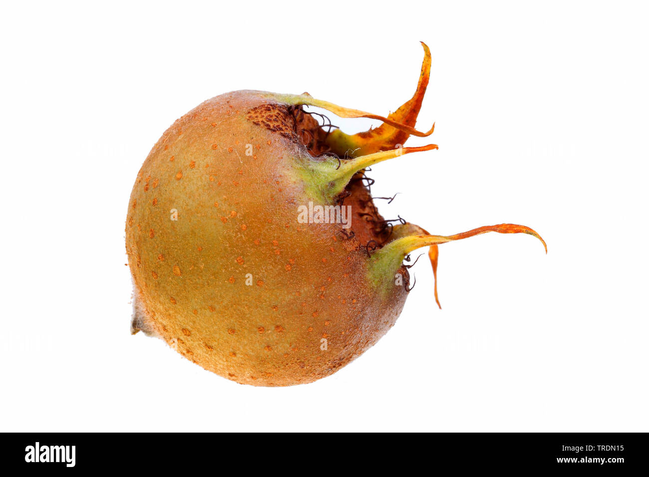 Mispeln angiospermen angiospermen -Fotos und -Bildmaterial in hoher ...