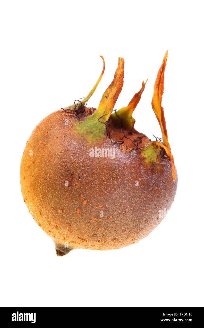 Mispel hintergrund -Fotos und -Bildmaterial in hoher Auflösung – Alamy