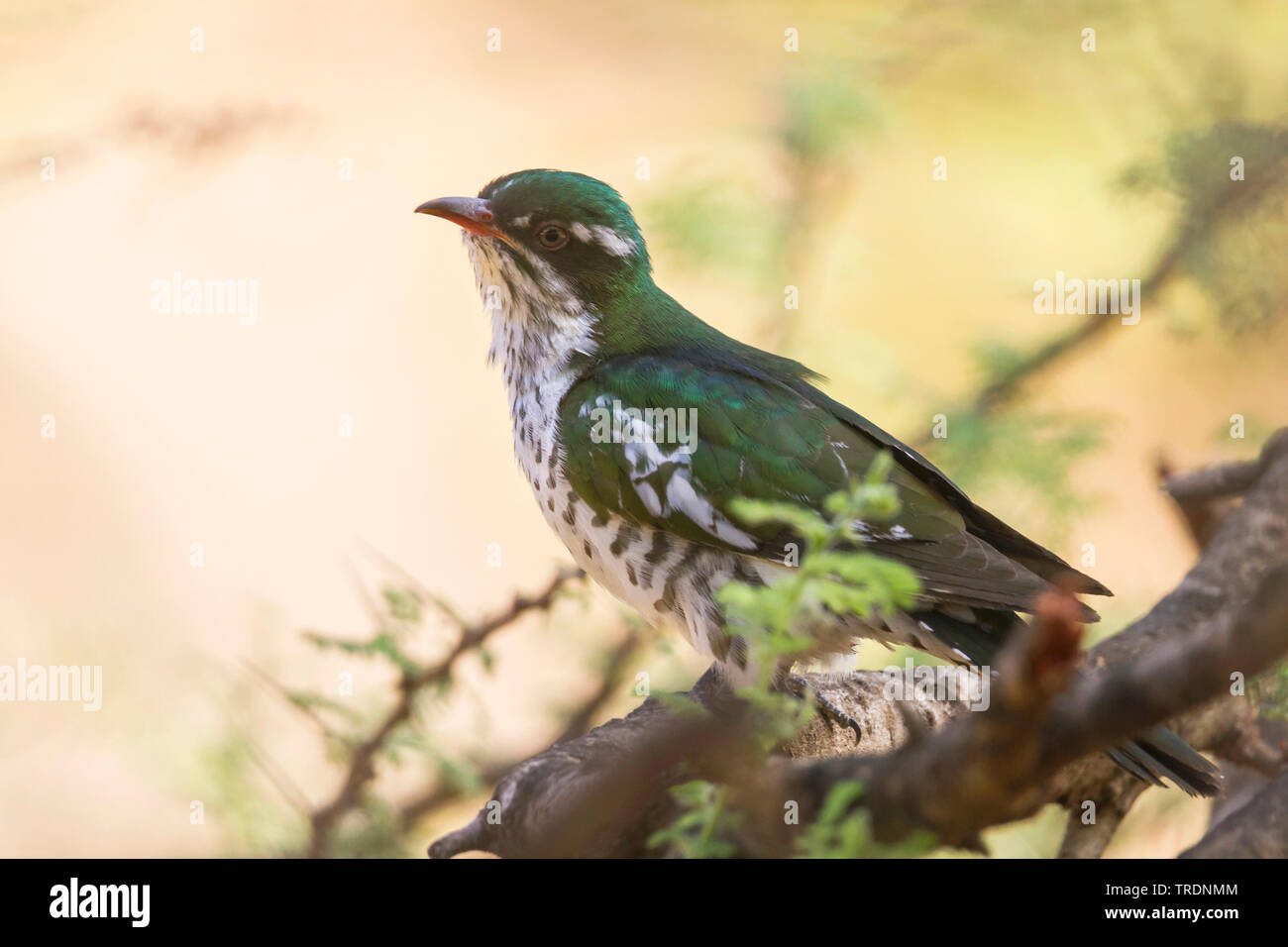Chrysococcyx caprius -Fotos und -Bildmaterial in hoher Auflösung – Alamy