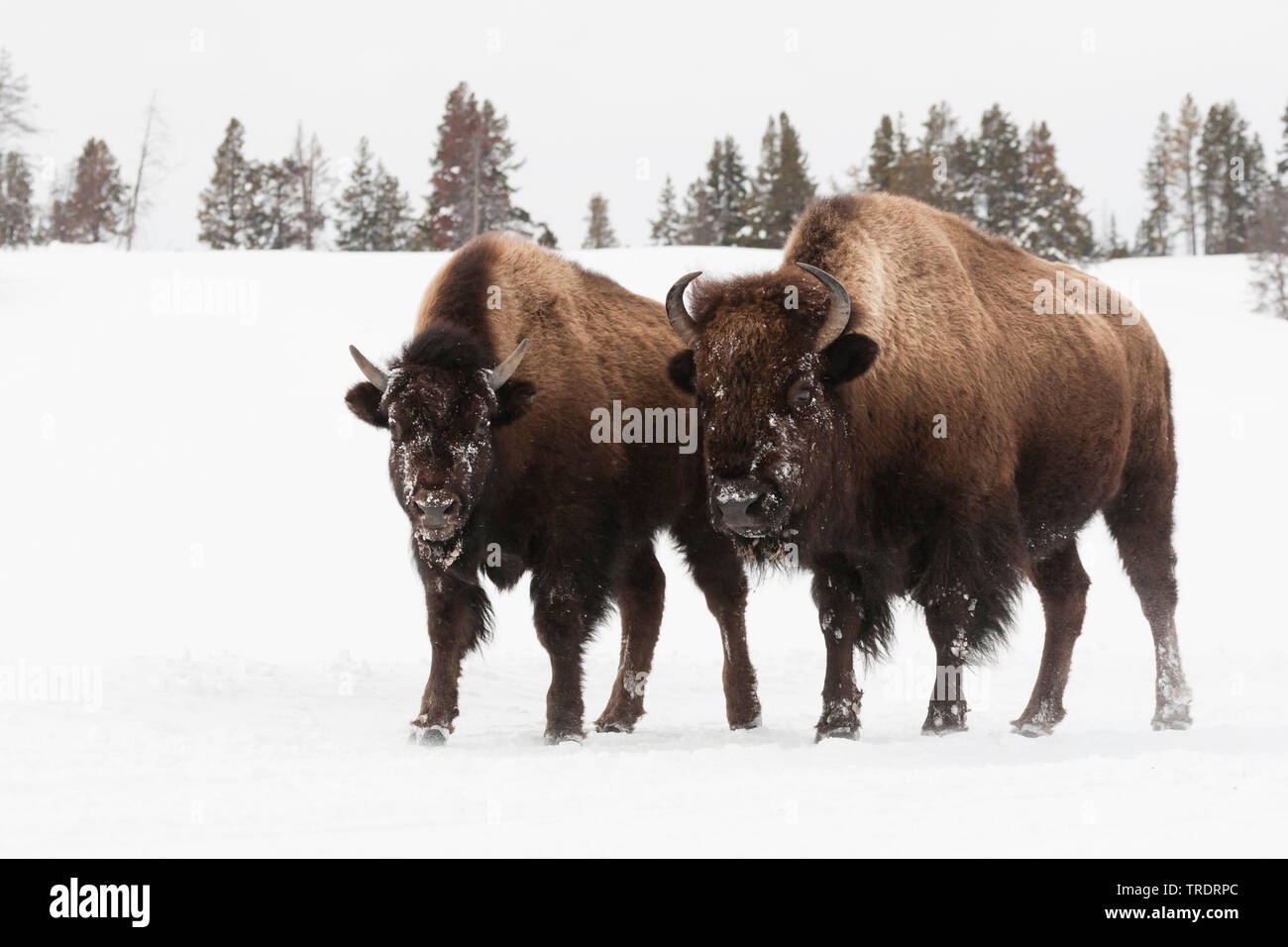 American bison buffalo side view -Fotos und -Bildmaterial in hoher ...