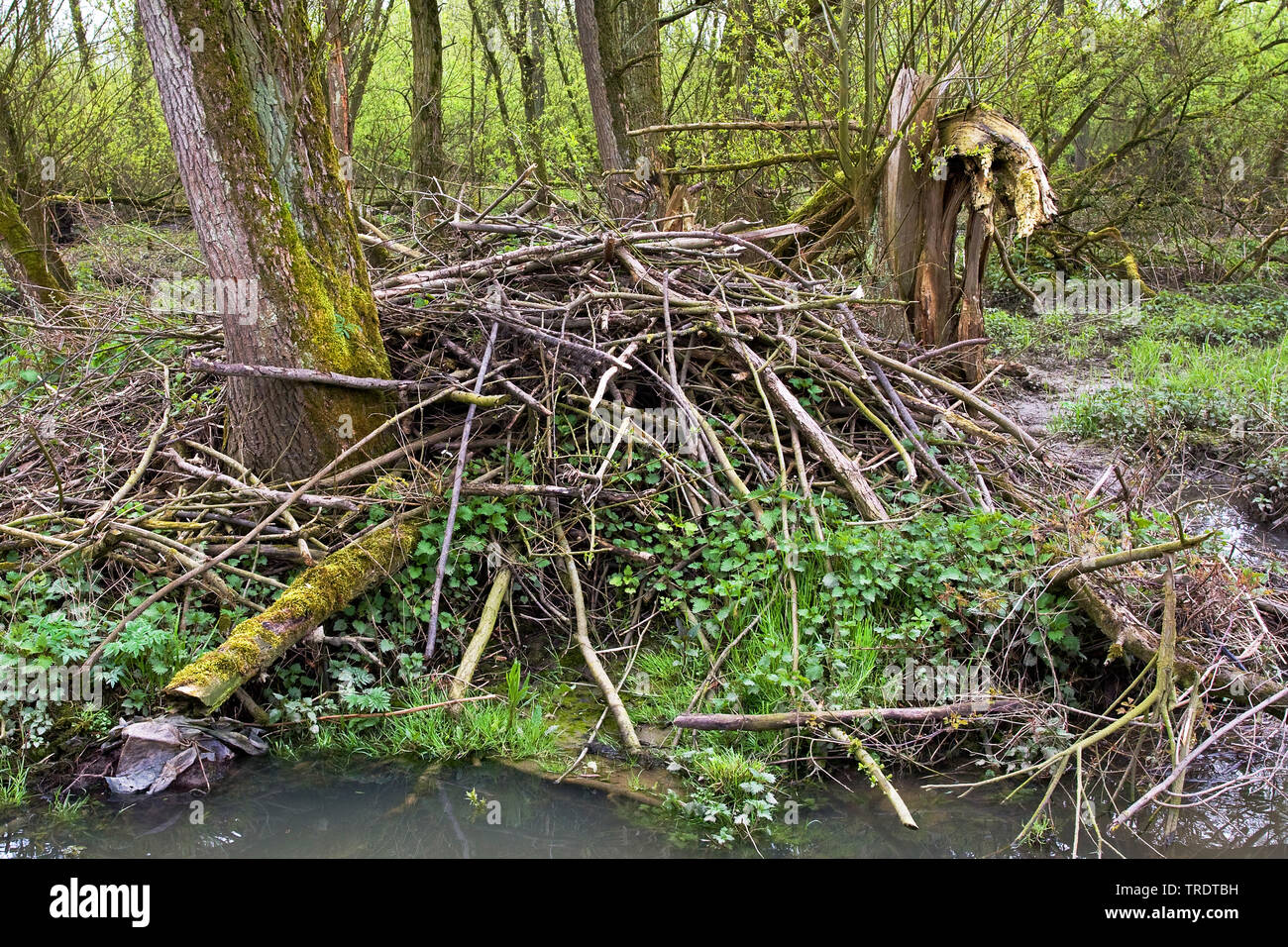 Biberburg -Fotos und -Bildmaterial in hoher Auflösung – Alamy