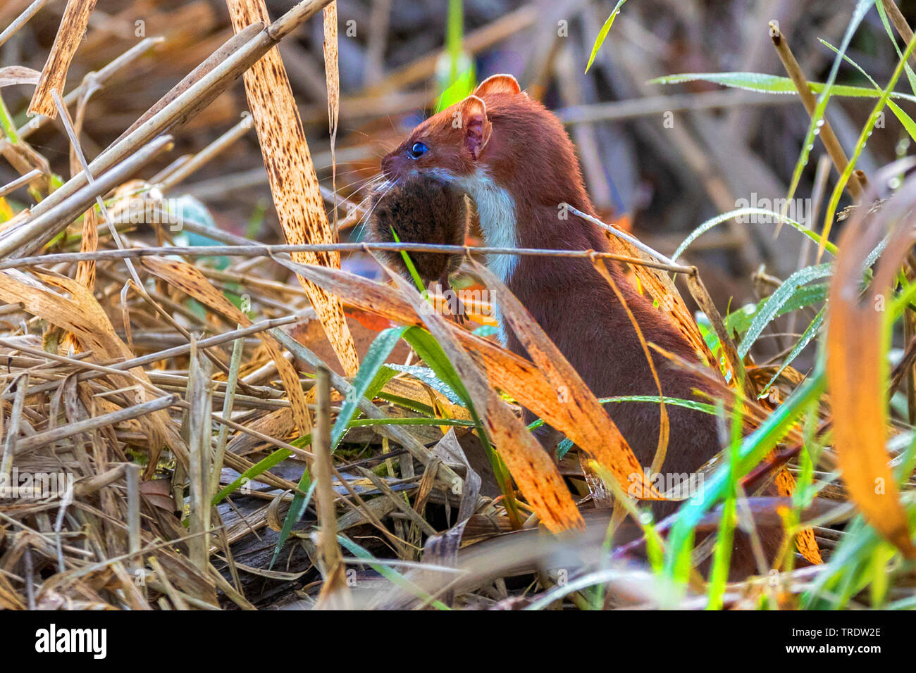 Europa maus -Fotos und -Bildmaterial in hoher Auflösung – Alamy