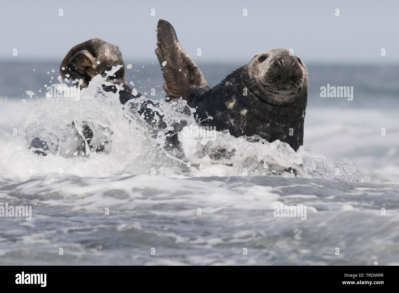 Westeuropa winken -Fotos und -Bildmaterial in hoher Auflösung – Alamy