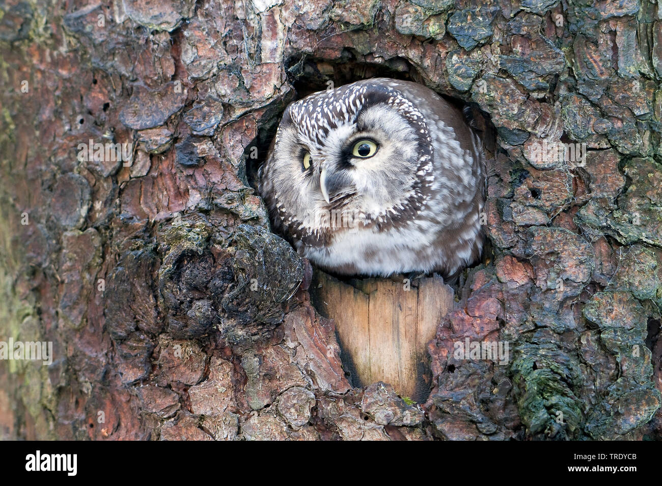 Eulen, die aus loch im baum schauen -Fotos und -Bildmaterial in hoher Auflösung – Alamy