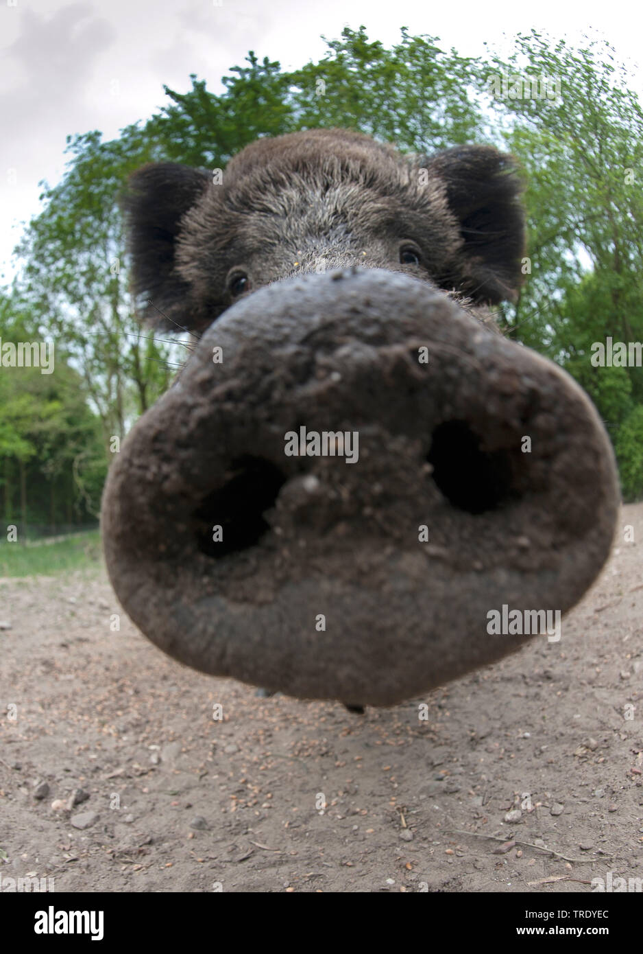 Schweine nase 1 -Fotos und -Bildmaterial in hoher Auflösung – Alamy