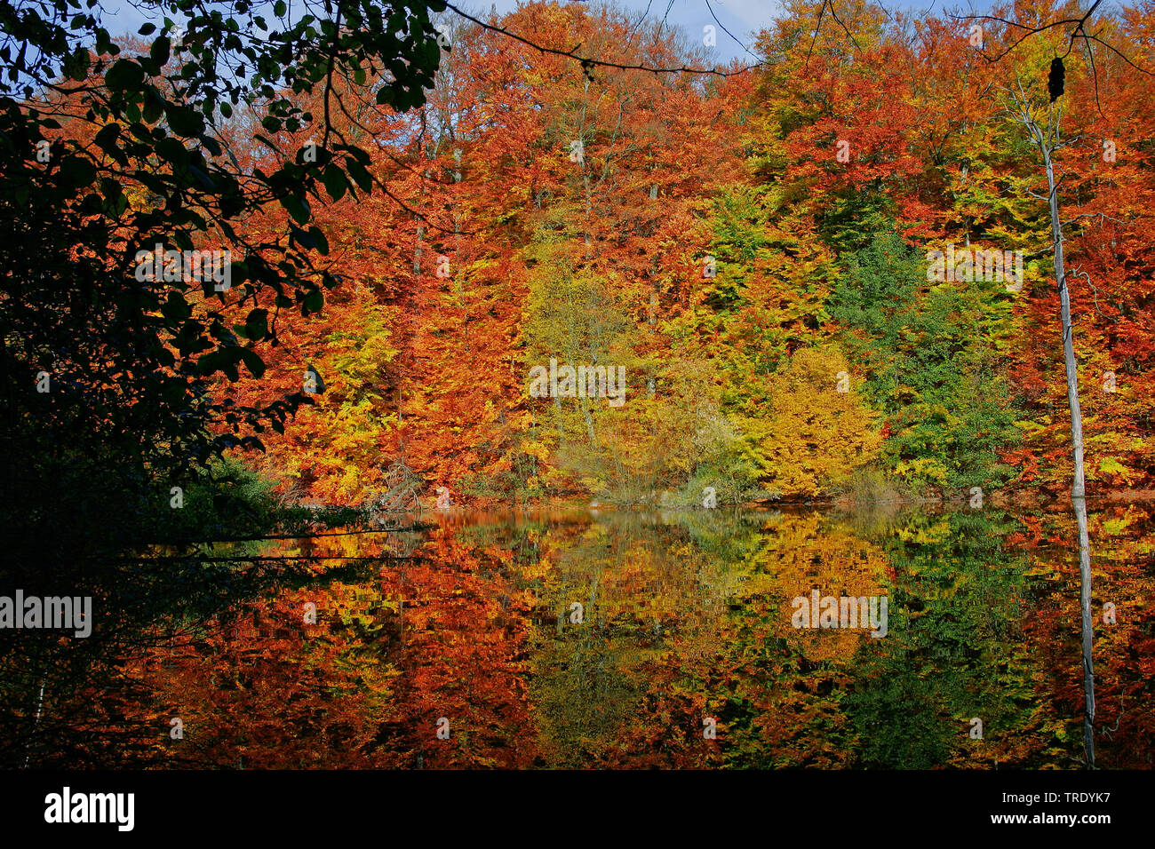 Steigerwald franconia -Fotos und -Bildmaterial in hoher Auflösung – Alamy