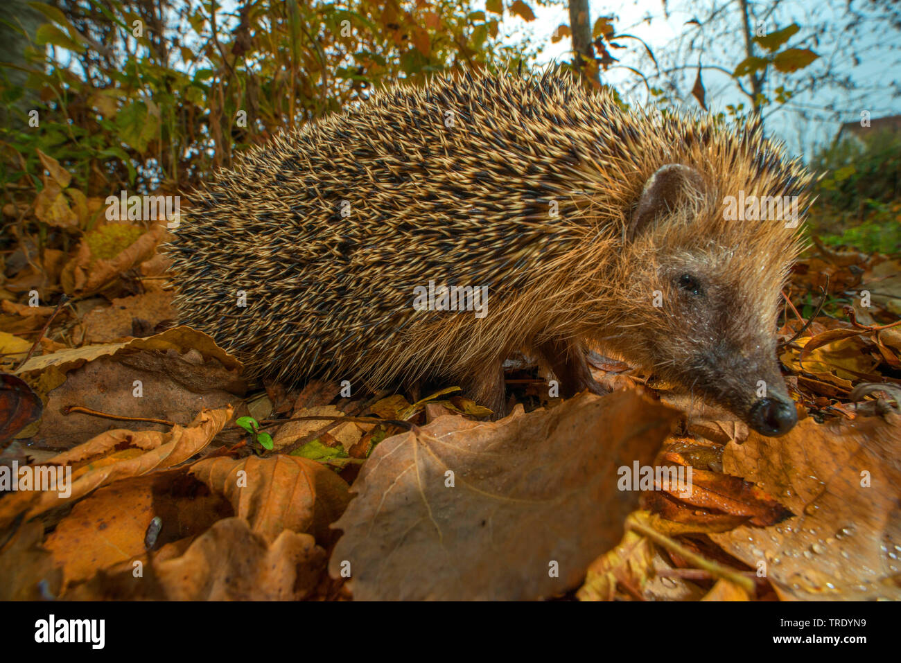 Igel Im Wald Stockfotos und -bilder Kaufen - Alamy
