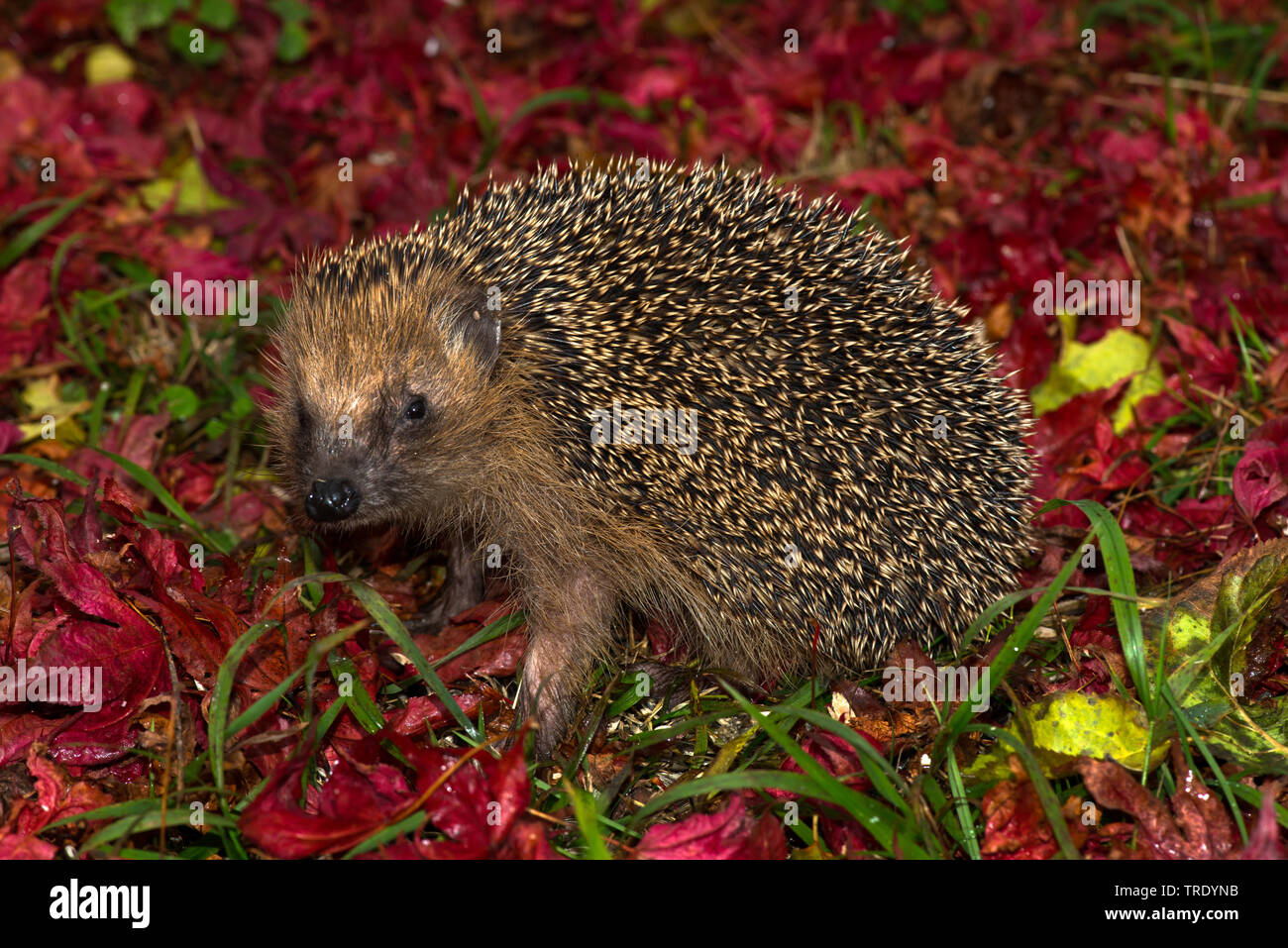 Igel Im Wald Stockfotos und -bilder Kaufen - Alamy