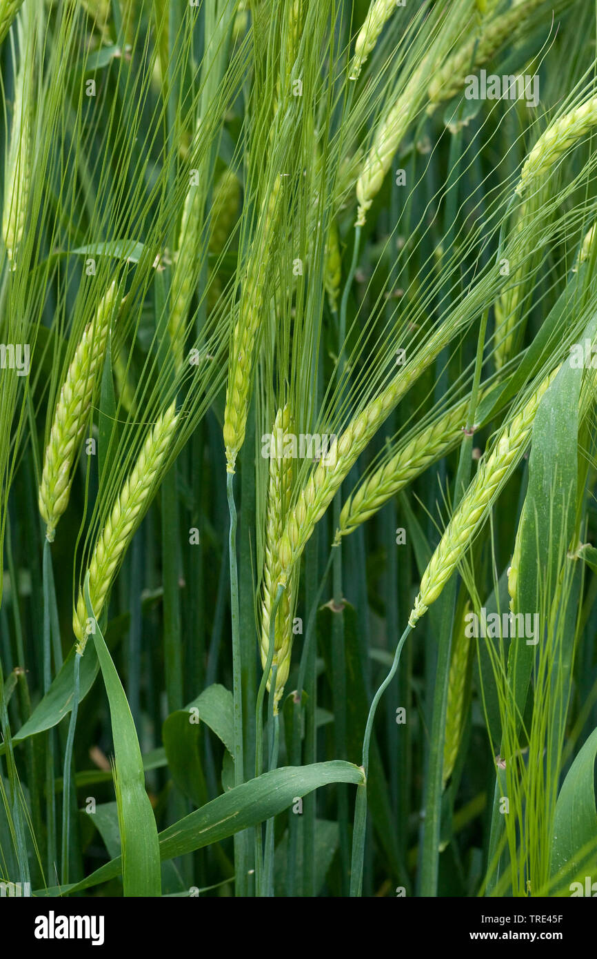 Gerste gerste -Fotos und -Bildmaterial in hoher Auflösung – Alamy