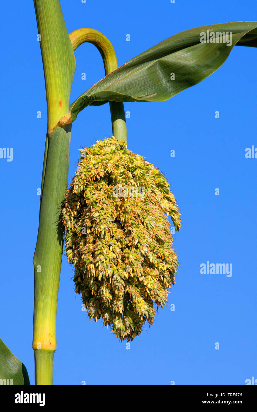 Rispe gras -Fotos und -Bildmaterial in hoher Auflösung – Alamy
