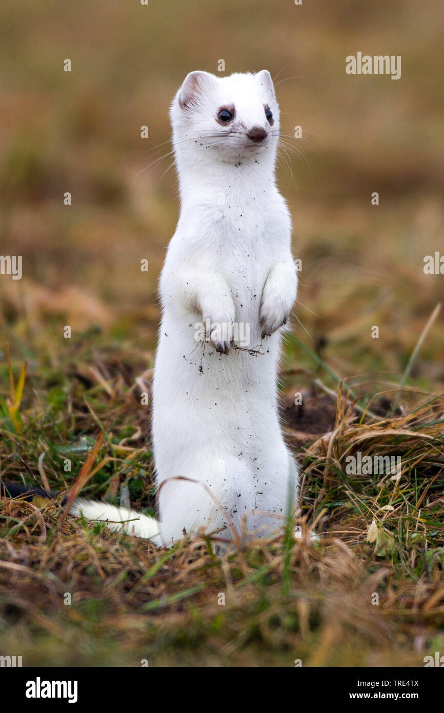 Hermelin Hermelin, Short-tailed weasel (Mustela erminea), stehend im ...