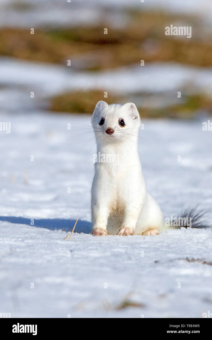 Hermelin Hermelin, Short-tailed weasel (Mustela erminea), im Winter ...