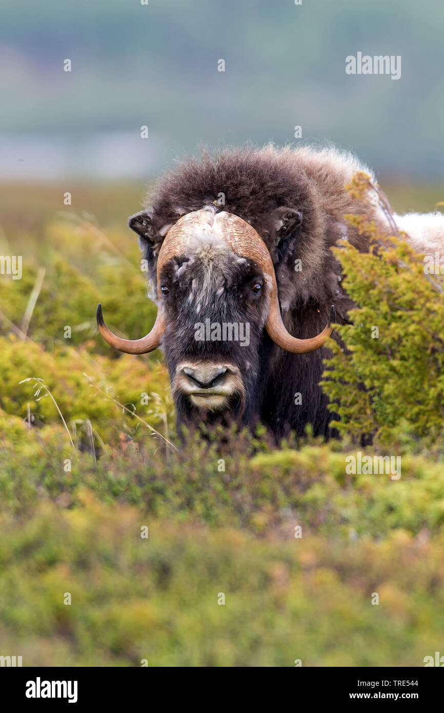 Fauna Moschusochse Stockfotos und -bilder Kaufen - Alamy