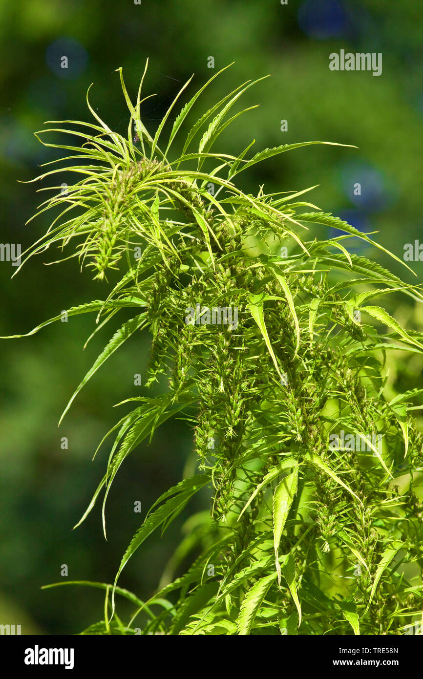 Datisca cannabina -Fotos und -Bildmaterial in hoher Auflösung – Alamy