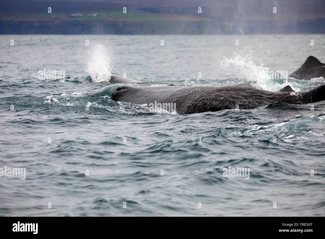 Pottwal cachalote -Fotos und -Bildmaterial in hoher Auflösung – Alamy