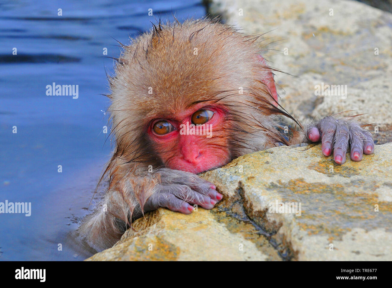 Kleiner Affe Stockfotos und -bilder Kaufen - Alamy