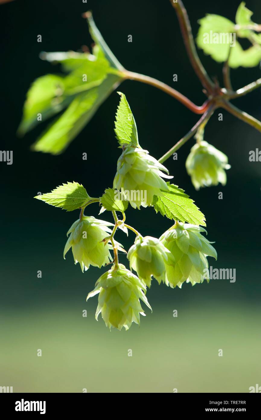 Common hop -Fotos und -Bildmaterial in hoher Auflösung – Alamy
