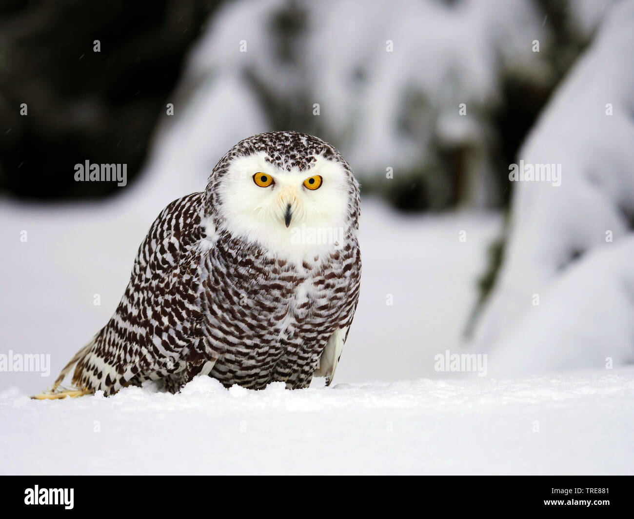 Eulen im schnee -Fotos und -Bildmaterial in hoher Auflösung – Alamy