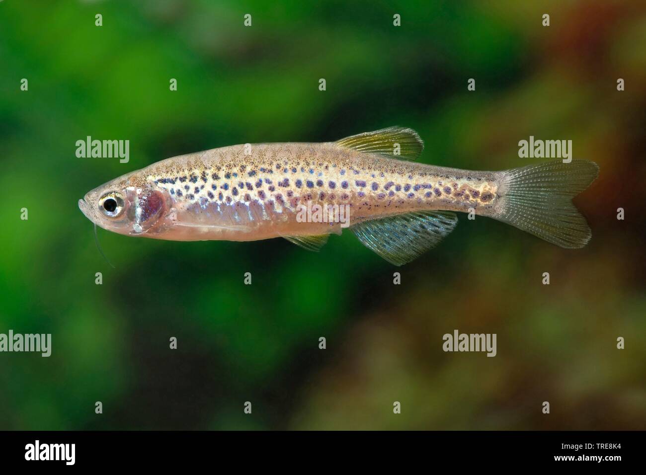 Leopard danio -Fotos und -Bildmaterial in hoher Auflösung – Alamy