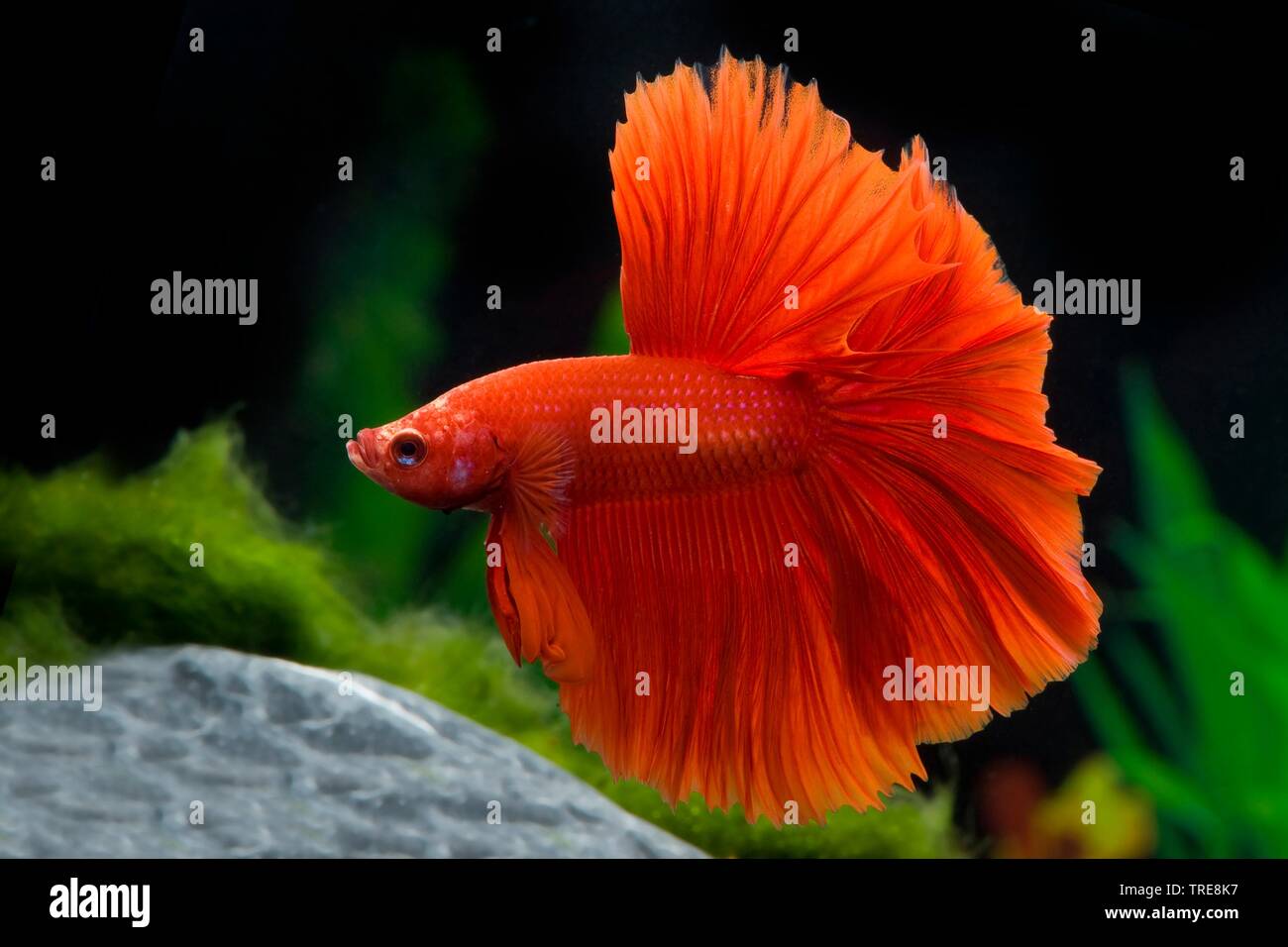 Siamese fighting fish, Siam Fighter (Betta splendens, Betta splendens ...