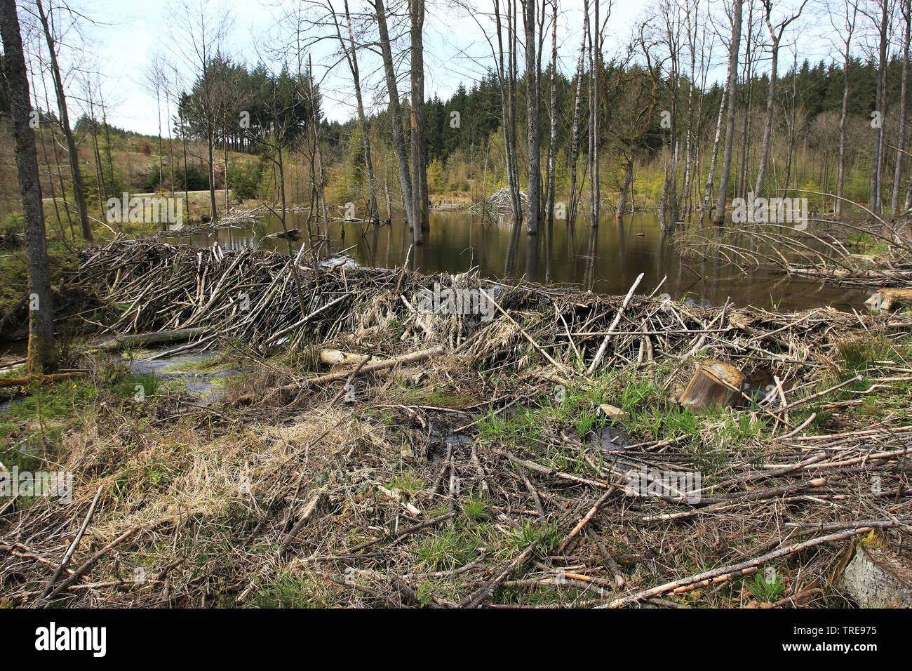 Eurasischen Biber, Europäischer Biber (Castor Fiber), Beaver Dam ...