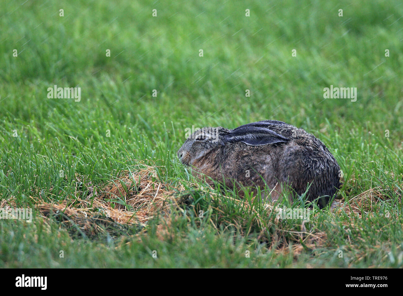 Hase sitzt auf einer wiese -Fotos und -Bildmaterial in hoher Auflösung ...