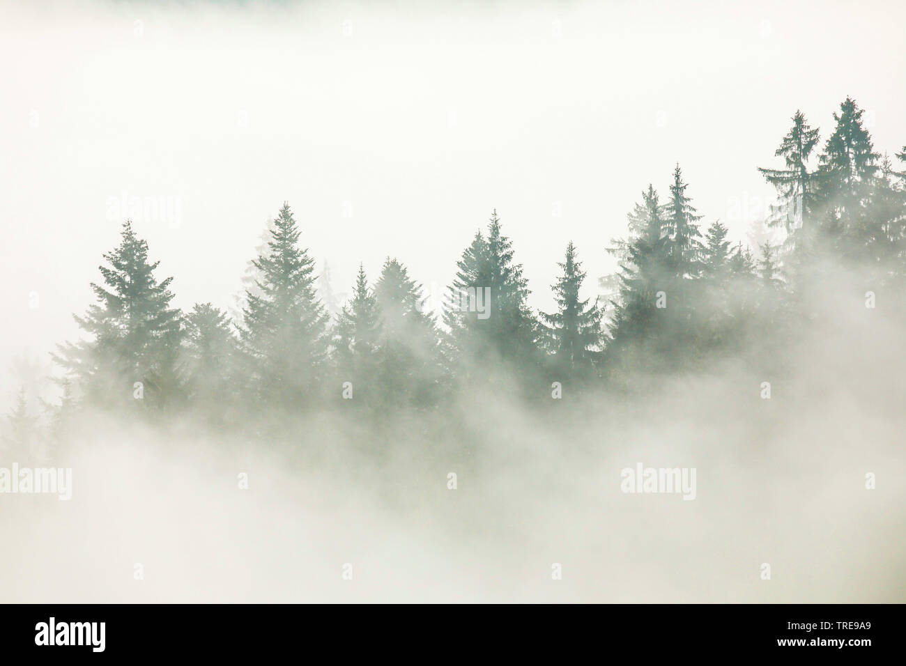 Fichten forst -Fotos und -Bildmaterial in hoher Auflösung - Seite 2 - Alamy