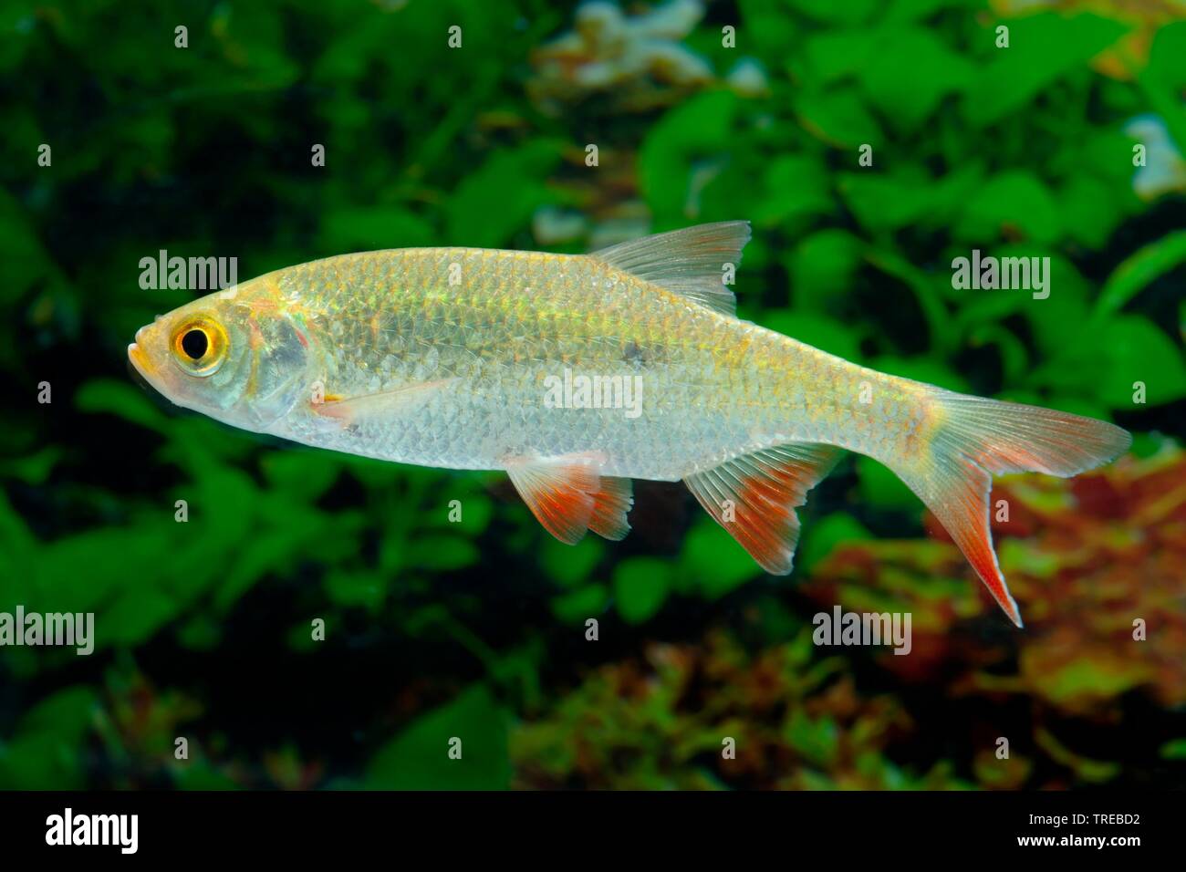 Scardinius erythrophthalmus fisch -Fotos und -Bildmaterial in hoher ...