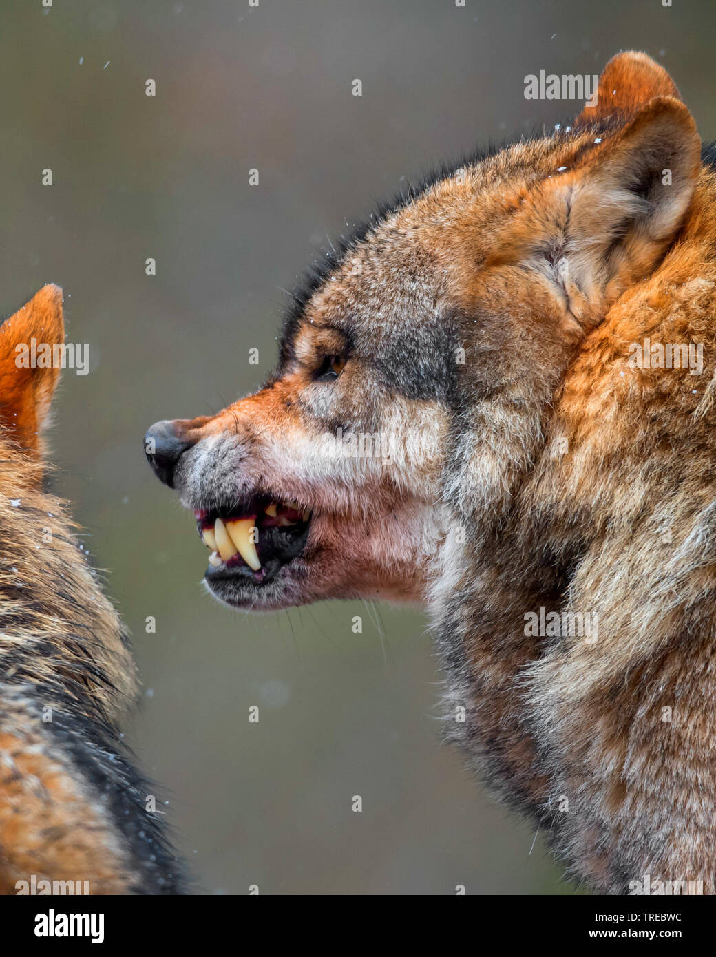Snarling gray wolf -Fotos und -Bildmaterial in hoher Auflösung – Alamy