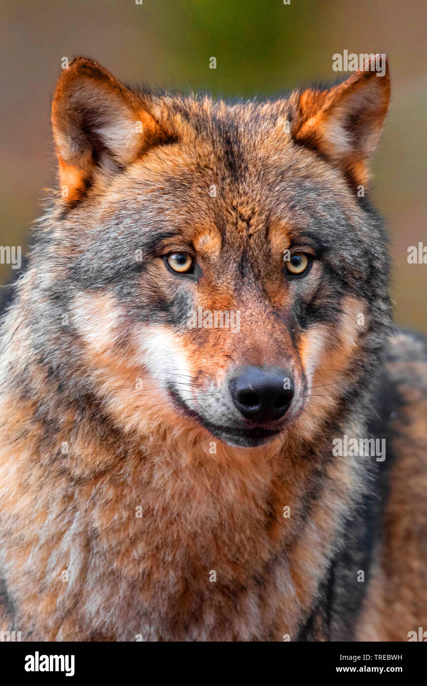 Wie Der Wolf Stockfotos und -bilder Kaufen - Alamy