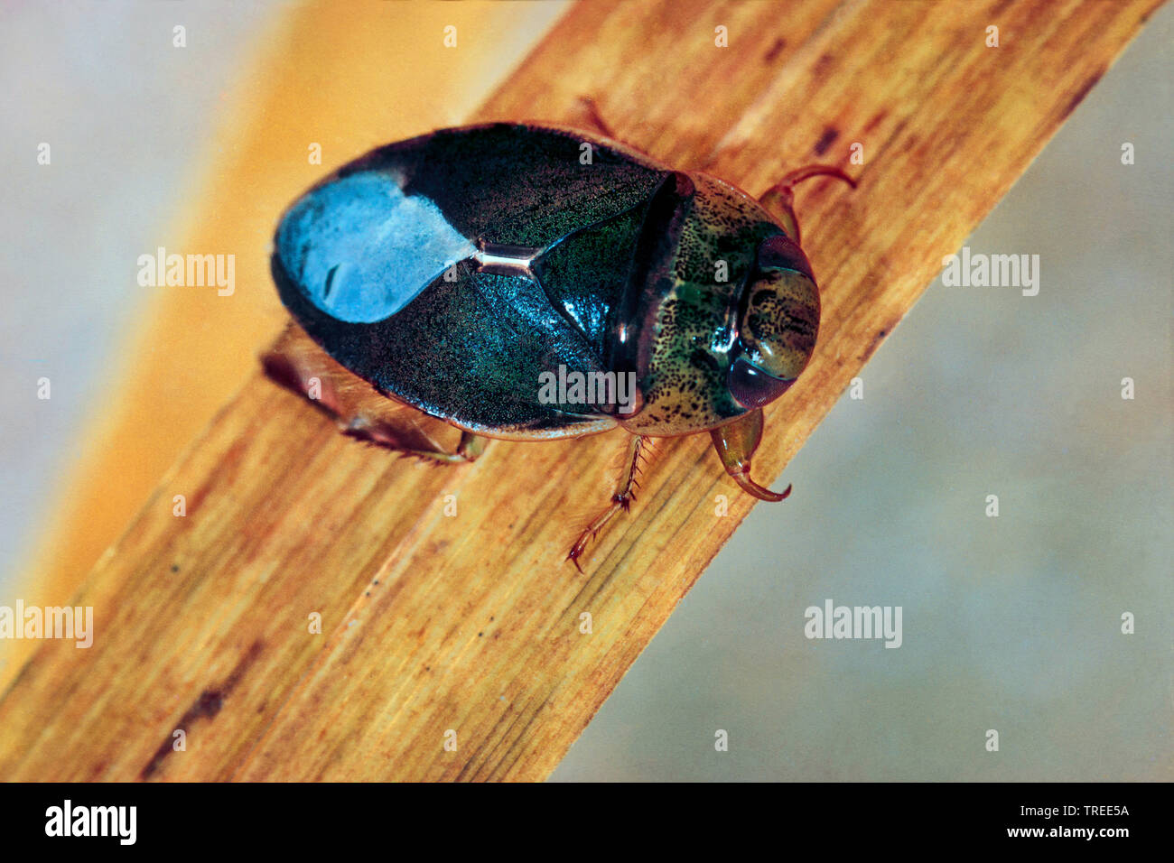 Ilyocoris cimicoides -Fotos und -Bildmaterial in hoher Auflösung – Alamy