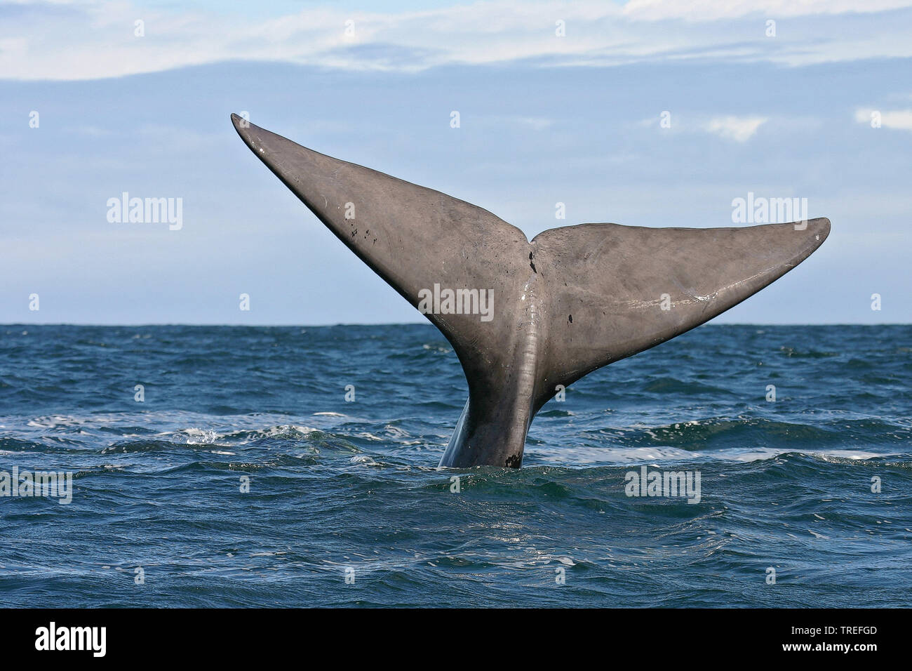 Southern right whale south africa -Fotos und -Bildmaterial in hoher ...
