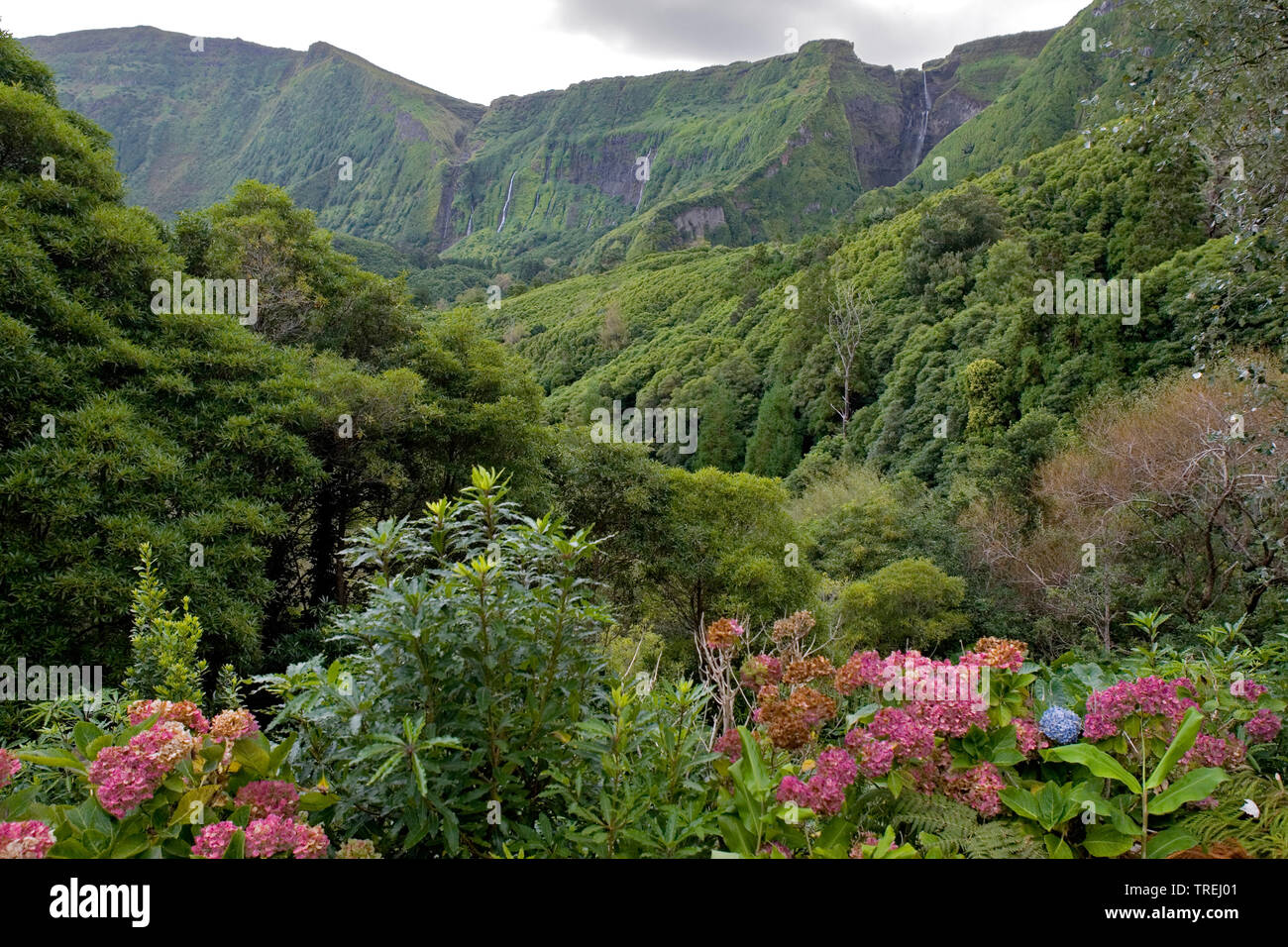 Flores azores flowers -Fotos und -Bildmaterial in hoher Auflösung – Alamy
