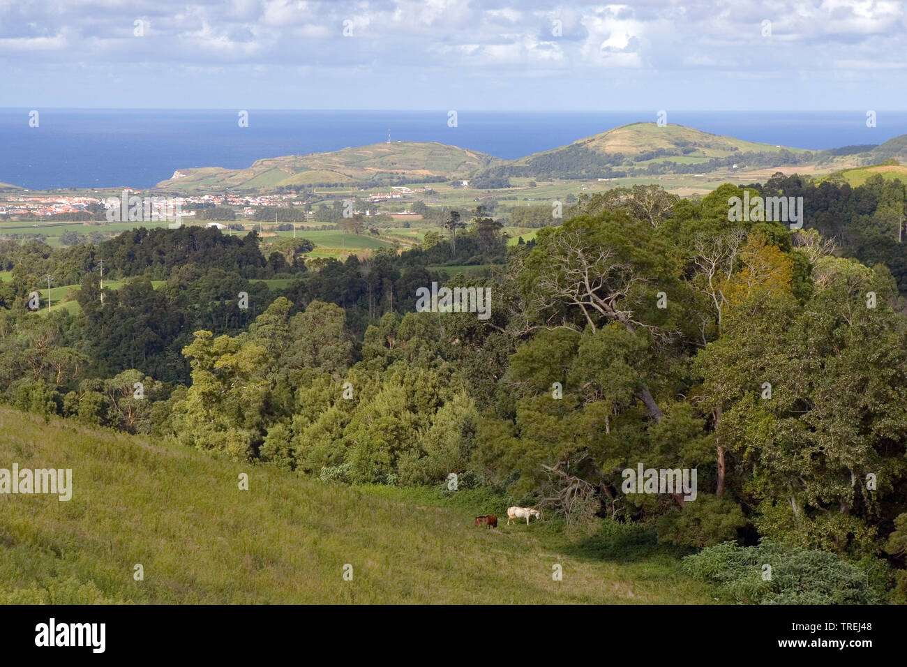 Azoren pferd -Fotos und -Bildmaterial in hoher Auflösung – Alamy