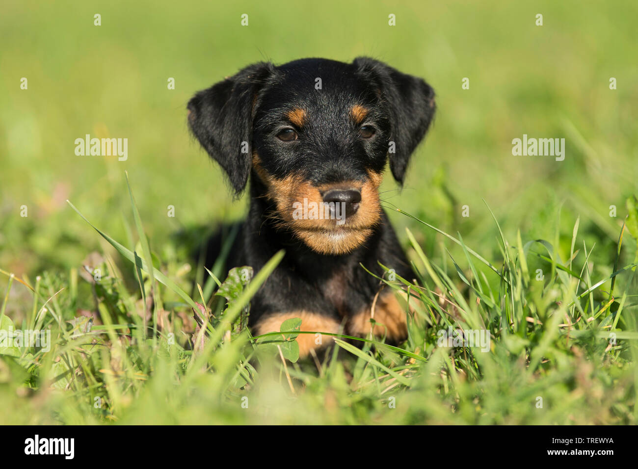 Deutsche Jagd Terrier. Welpe liegend auf einer Wiese. Deutschland ...