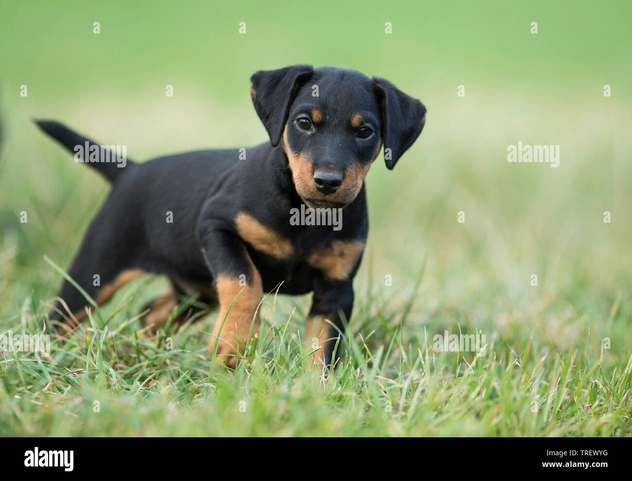 Deutscher jagdterrier -Fotos und -Bildmaterial in hoher Auflösung – Alamy