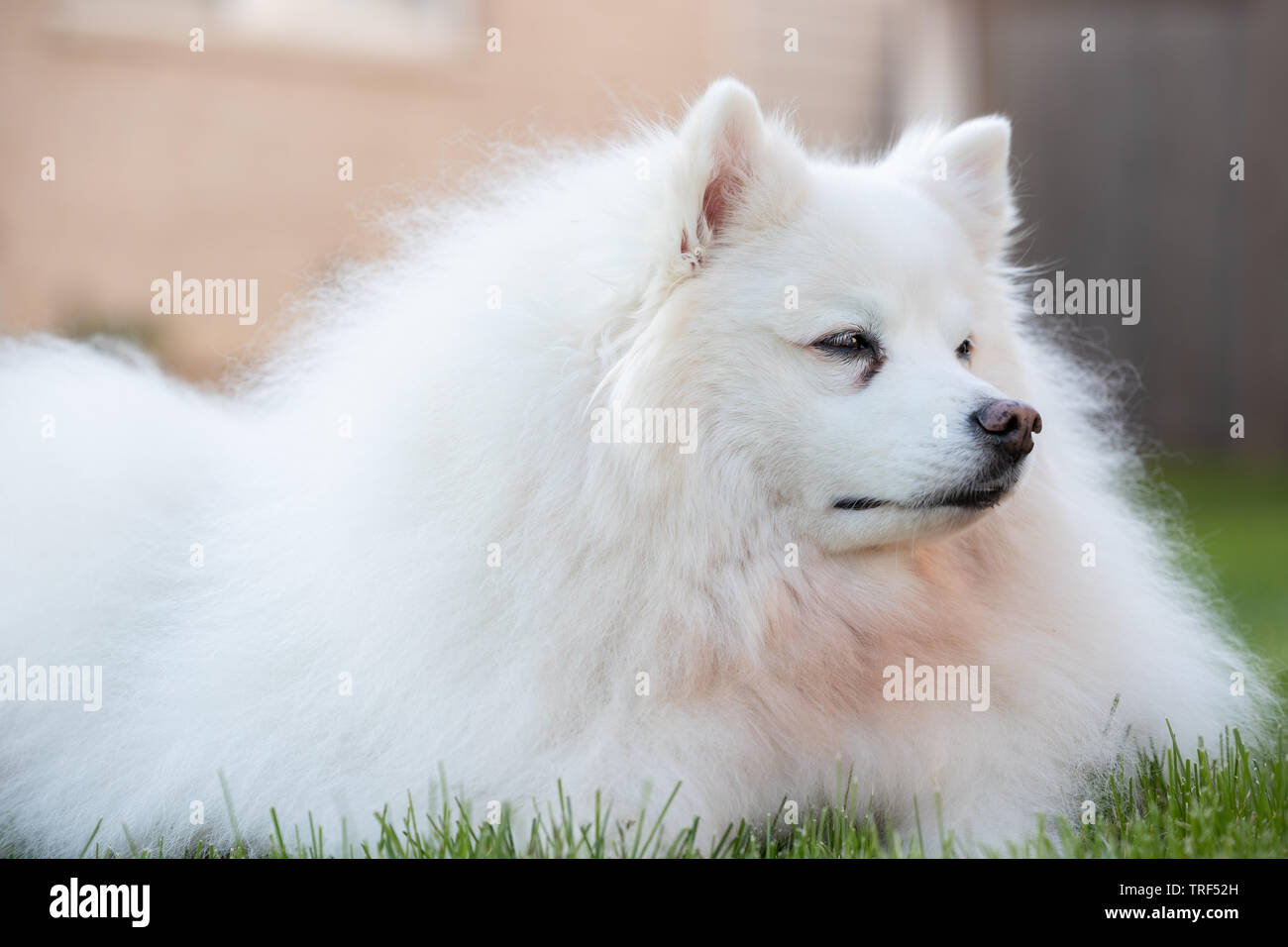 Eskimo spitz -Fotos und -Bildmaterial in hoher Auflösung – Alamy