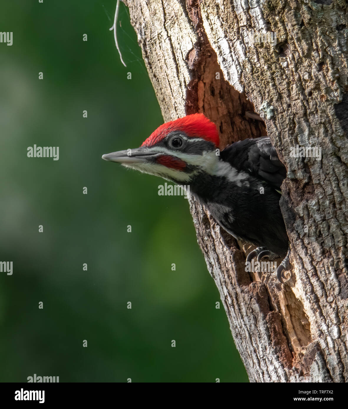 Pileated specht im baum -Fotos und -Bildmaterial in hoher Auflösung – Alamy