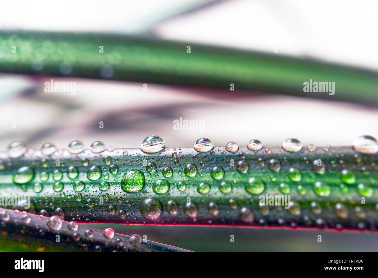 Rot umrandete dracaena -Fotos und -Bildmaterial in hoher Auflösung – Alamy