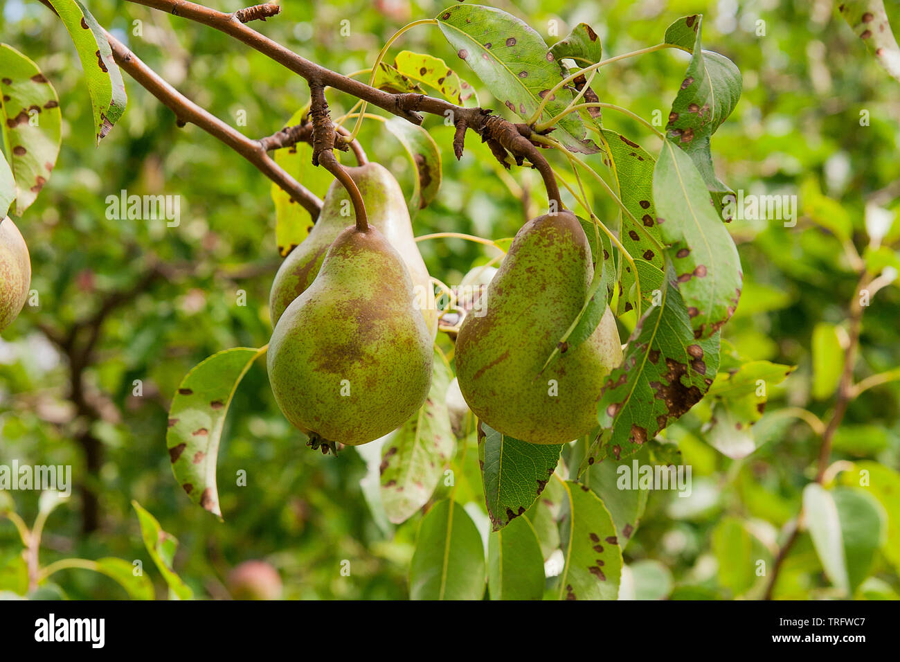 Ackerbau ackerbau anbauen anbauen anbau anbauen anbauen anbauen anbauen ...
