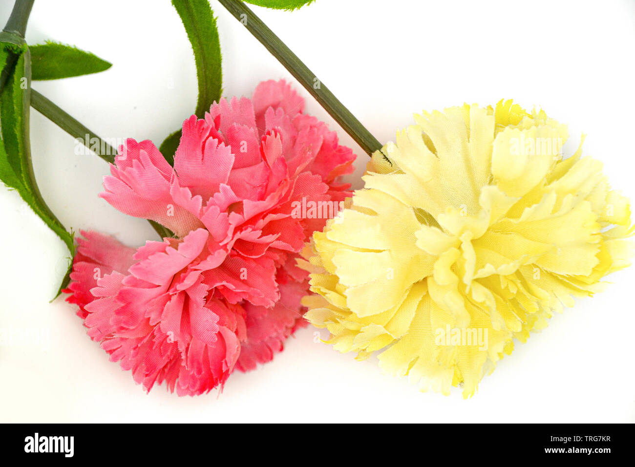 Die Nelken bilden eine Pflanzengattung in der Familie der Nelke Familie ...