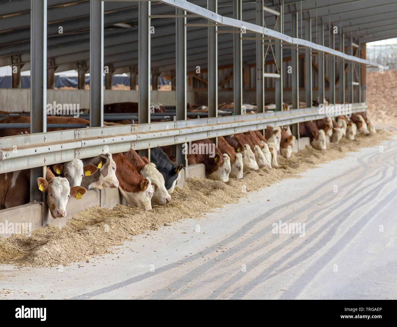 Im Stall Stockfotos und -bilder Kaufen - Alamy