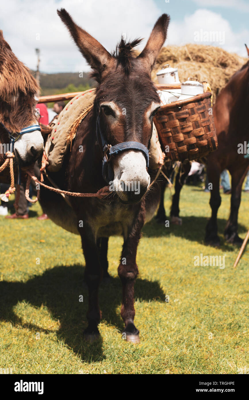 Mule tragen -Fotos und -Bildmaterial in hoher Auflösung – Alamy